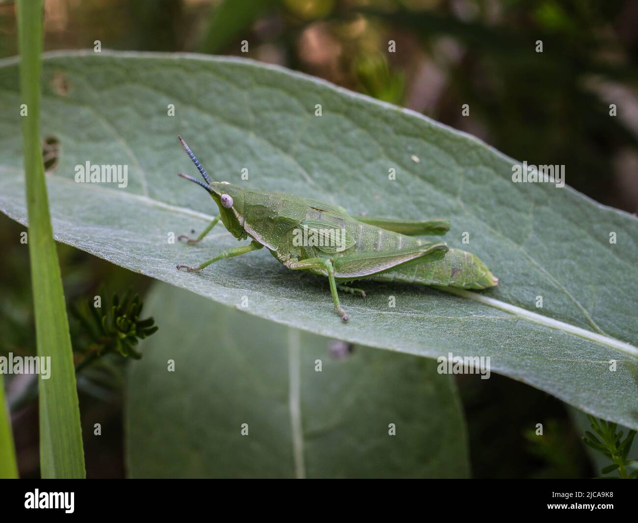Green adult female of endemic locust Pyrgomorphella serbica on mount ...