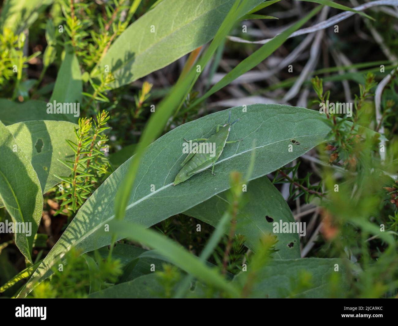 Green adult female of endemic locust Pyrgomorphella serbica on mount ...