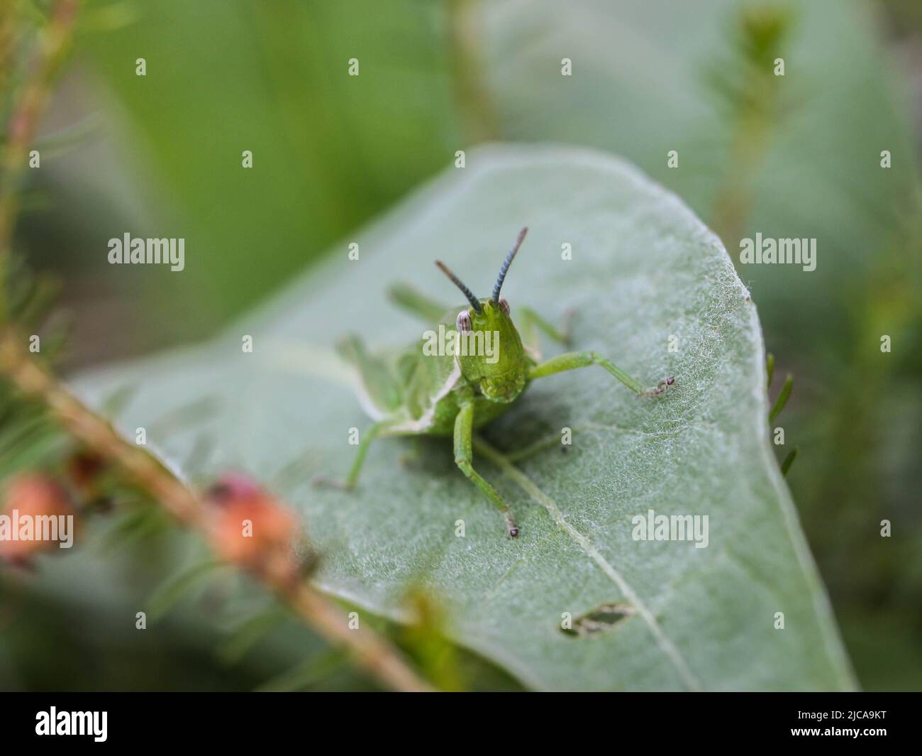 Green adult female of endemic locust Pyrgomorphella serbica on mount ...