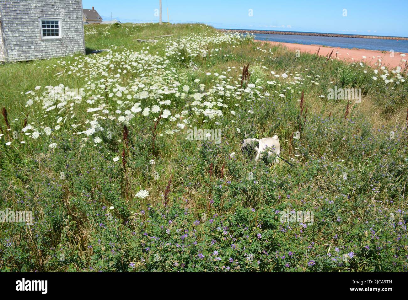 Window and yellow siding at old seaside building Stock Photo - Alamy