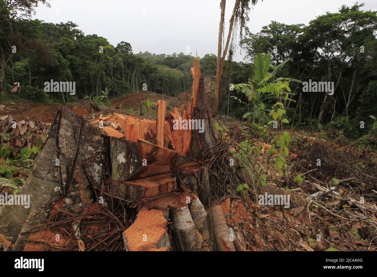 Amazon rainforest deforestation 2022 hi-res stock photography and ...