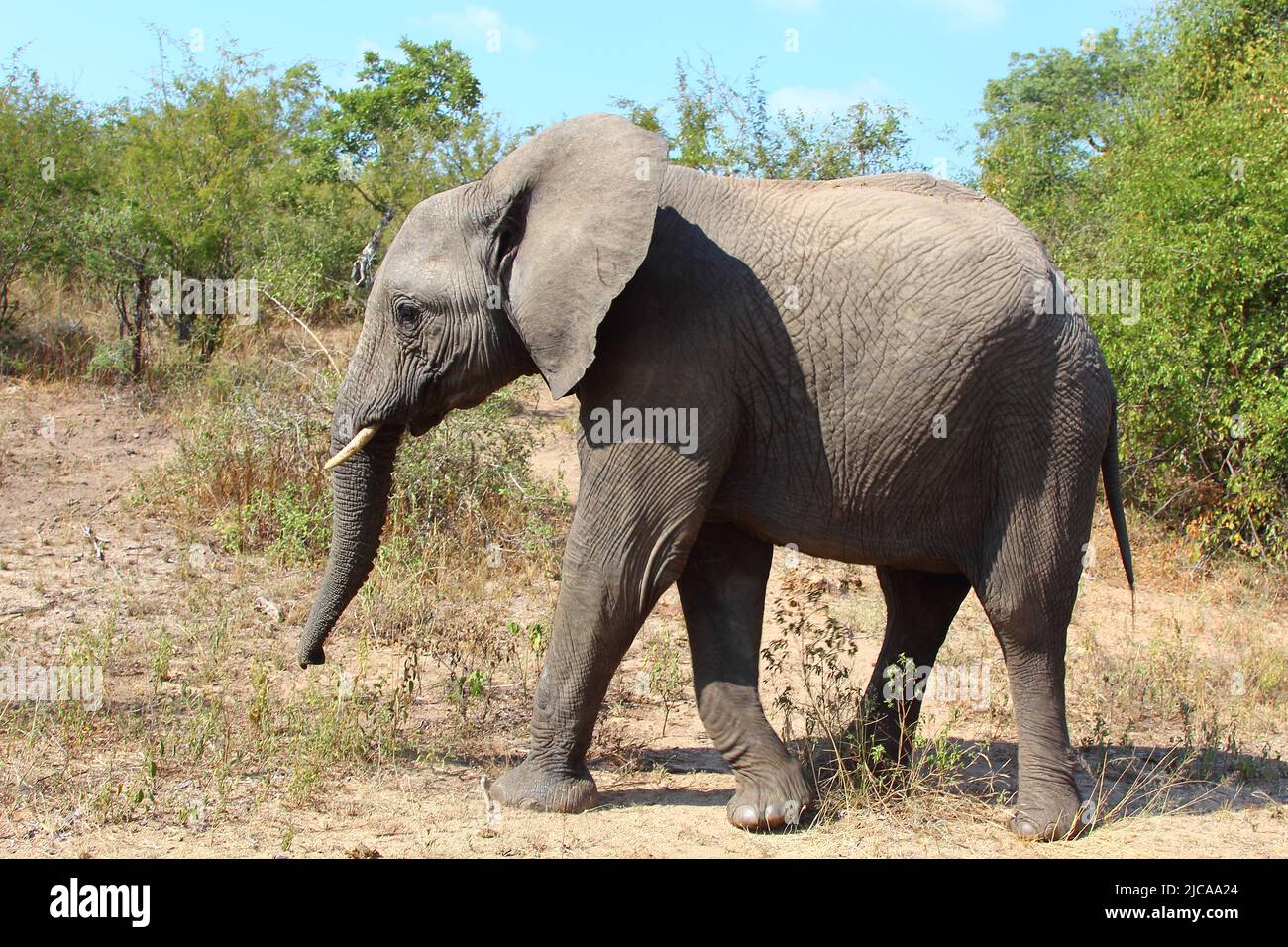 Afrikanischer Elefant / African elephant / Loxodonta africana Stock ...
