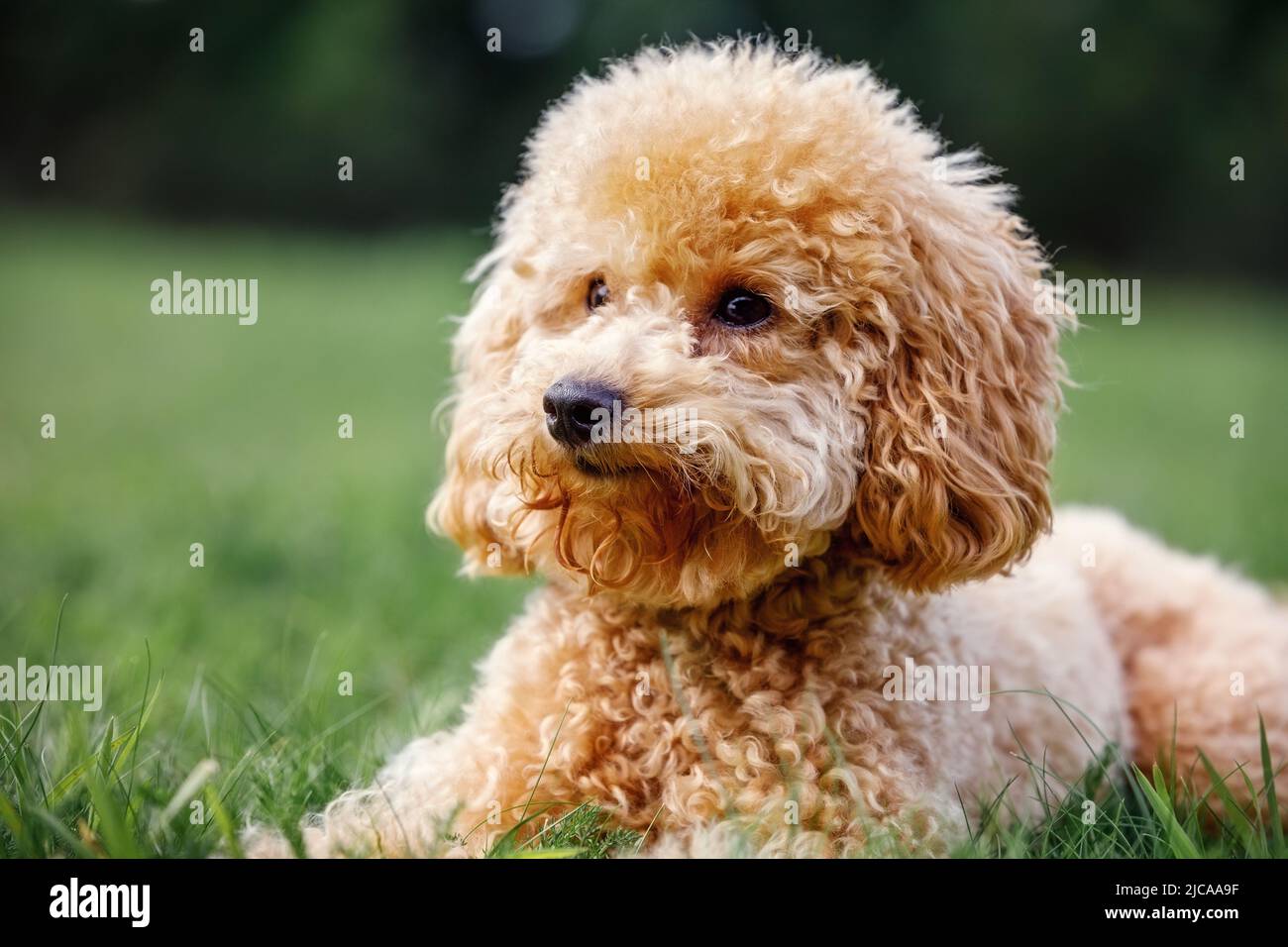 Small cute, puppy toy poodle on green grass Stock Photo - Alamy