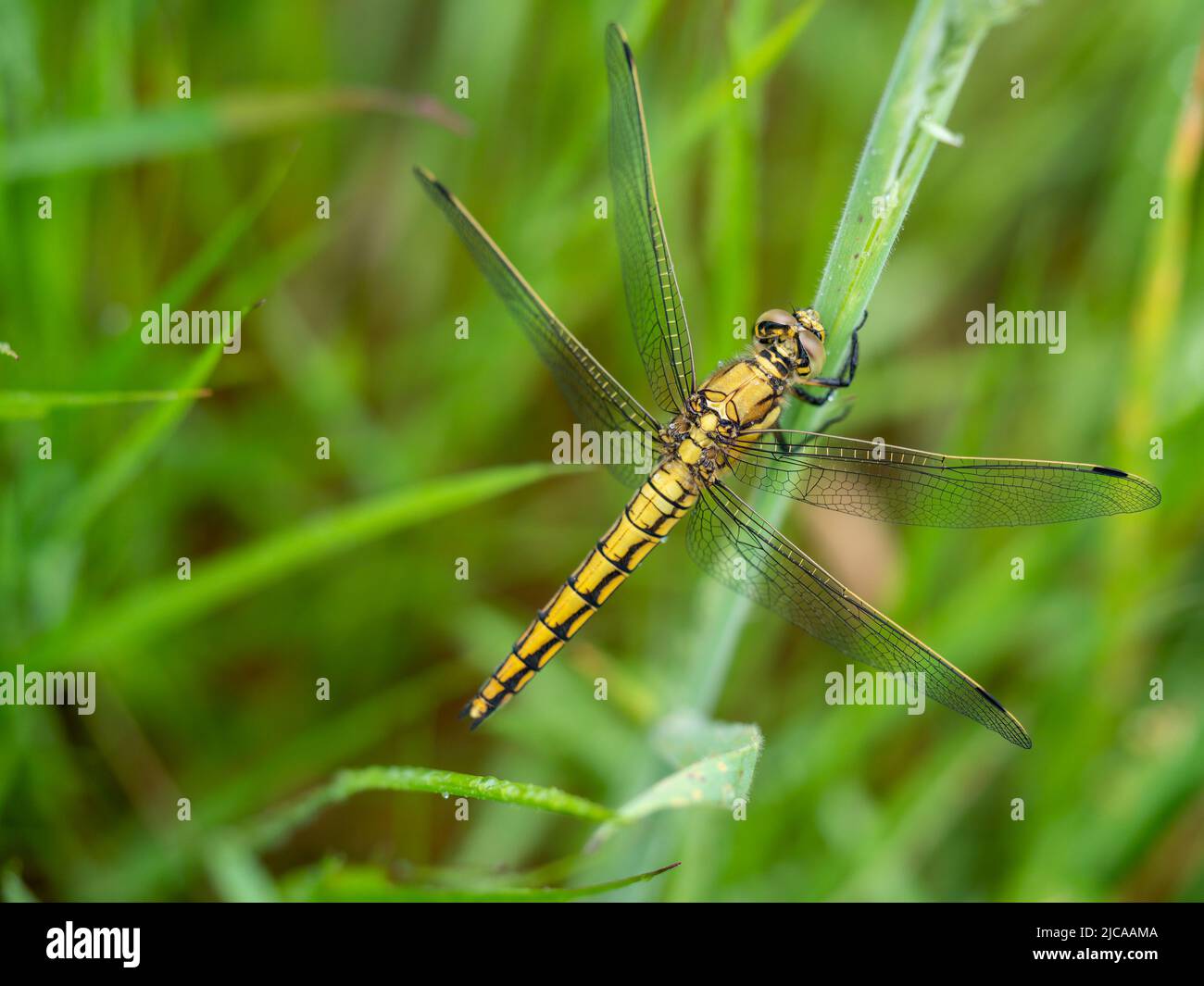 Female Common darter dragonfly aka Sympetrum striolatum seen from above ...