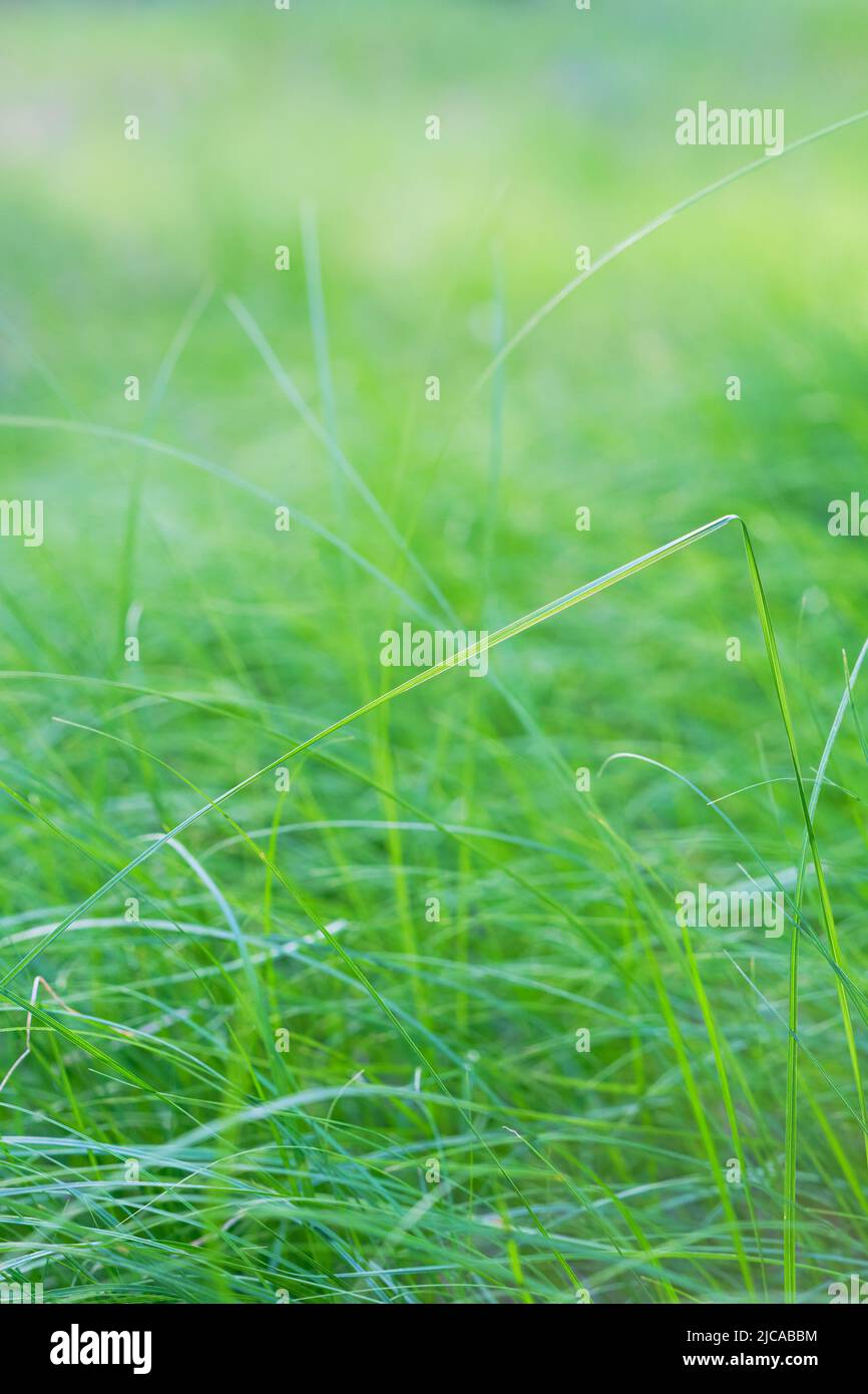Abstract green grass background.Summer nature Stock Photo - Alamy