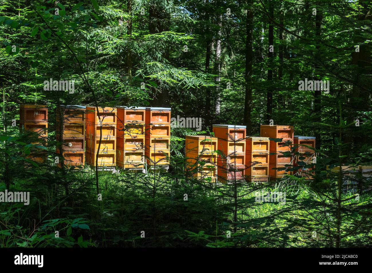 wild bees in a beehive in the forest Stock Photo - Alamy