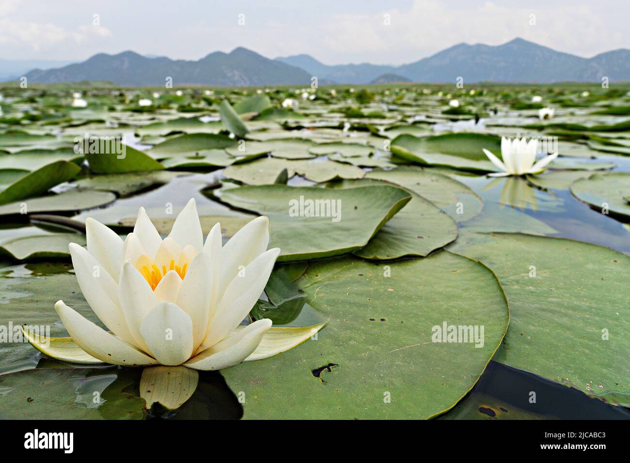 National flower of albania hi-res stock photography and images - Alamy