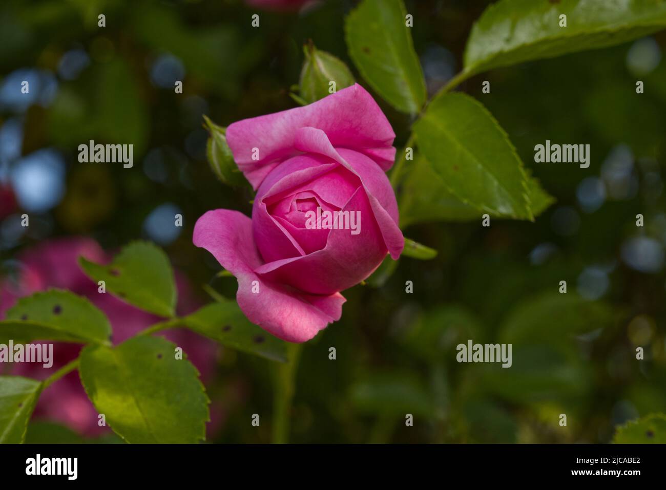 Lovely wind rose hi-res stock photography and images - Alamy