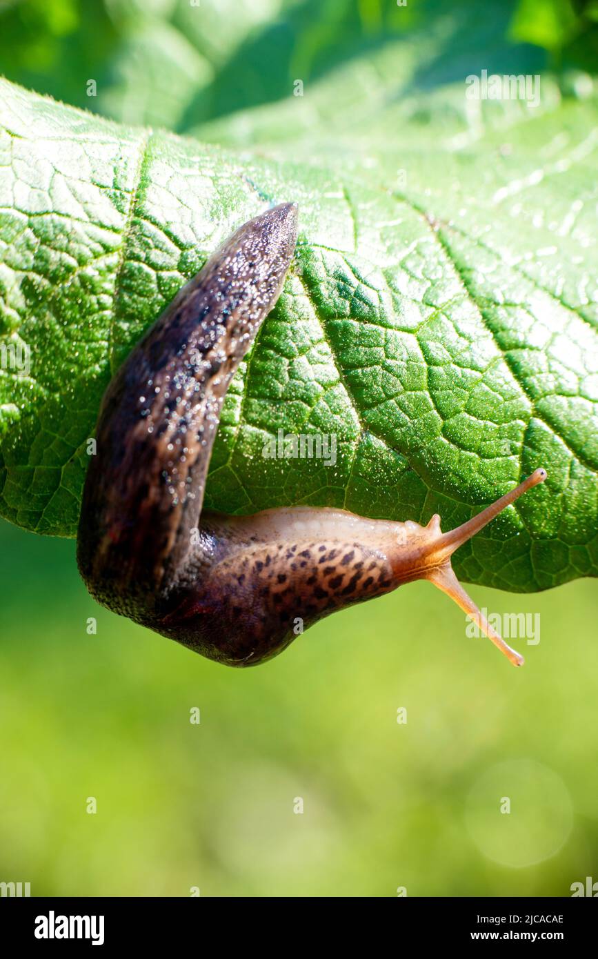 Limax maximus leaf hi-res stock photography and images - Alamy