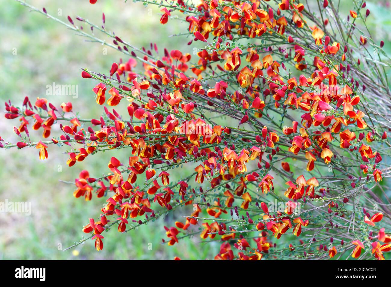 Pink cytisus broom bush hi-res stock photography and images - Alamy
