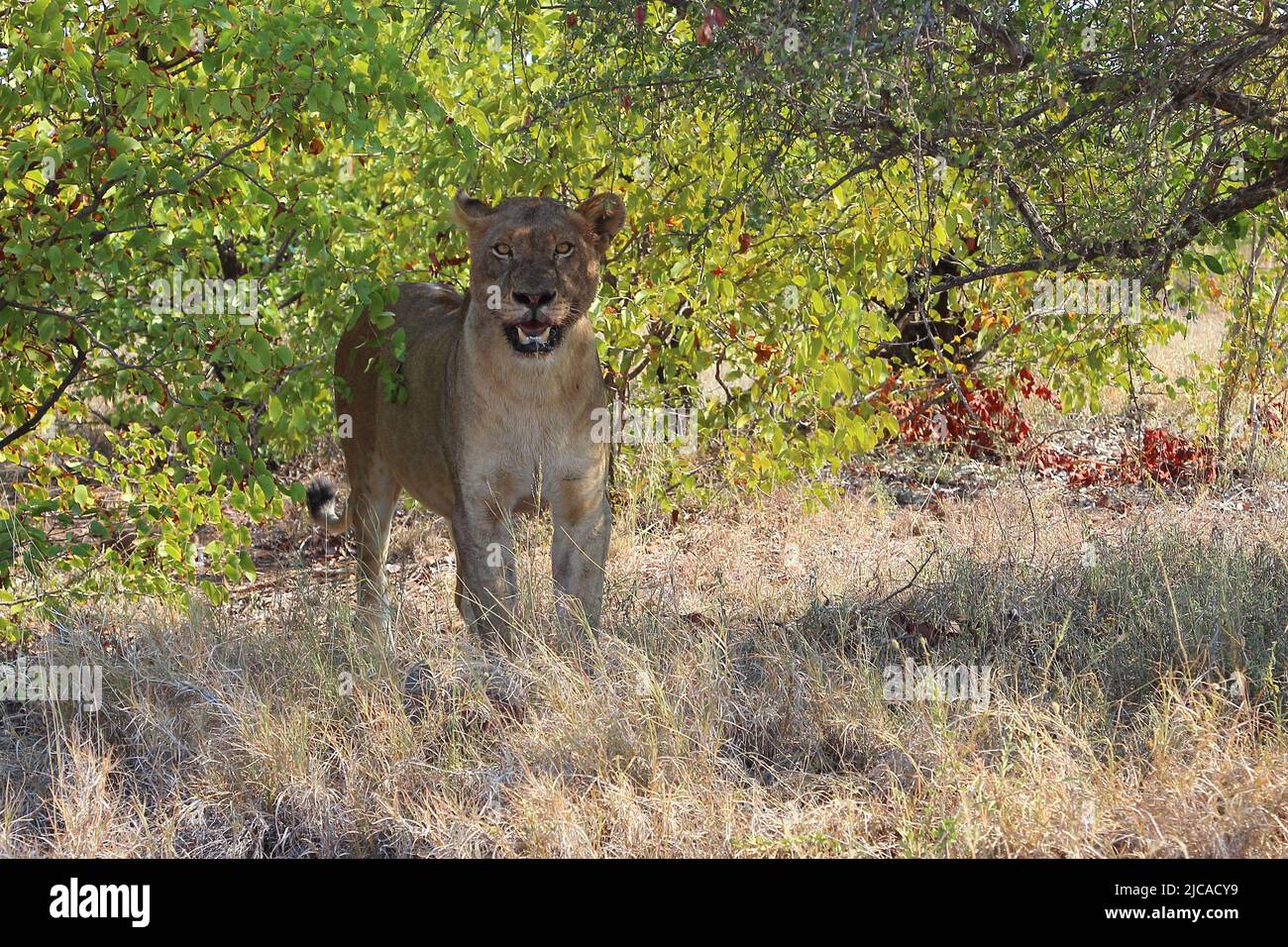 Afrikanischer Löwe / African lion / Panthera leo Stock Photo - Alamy