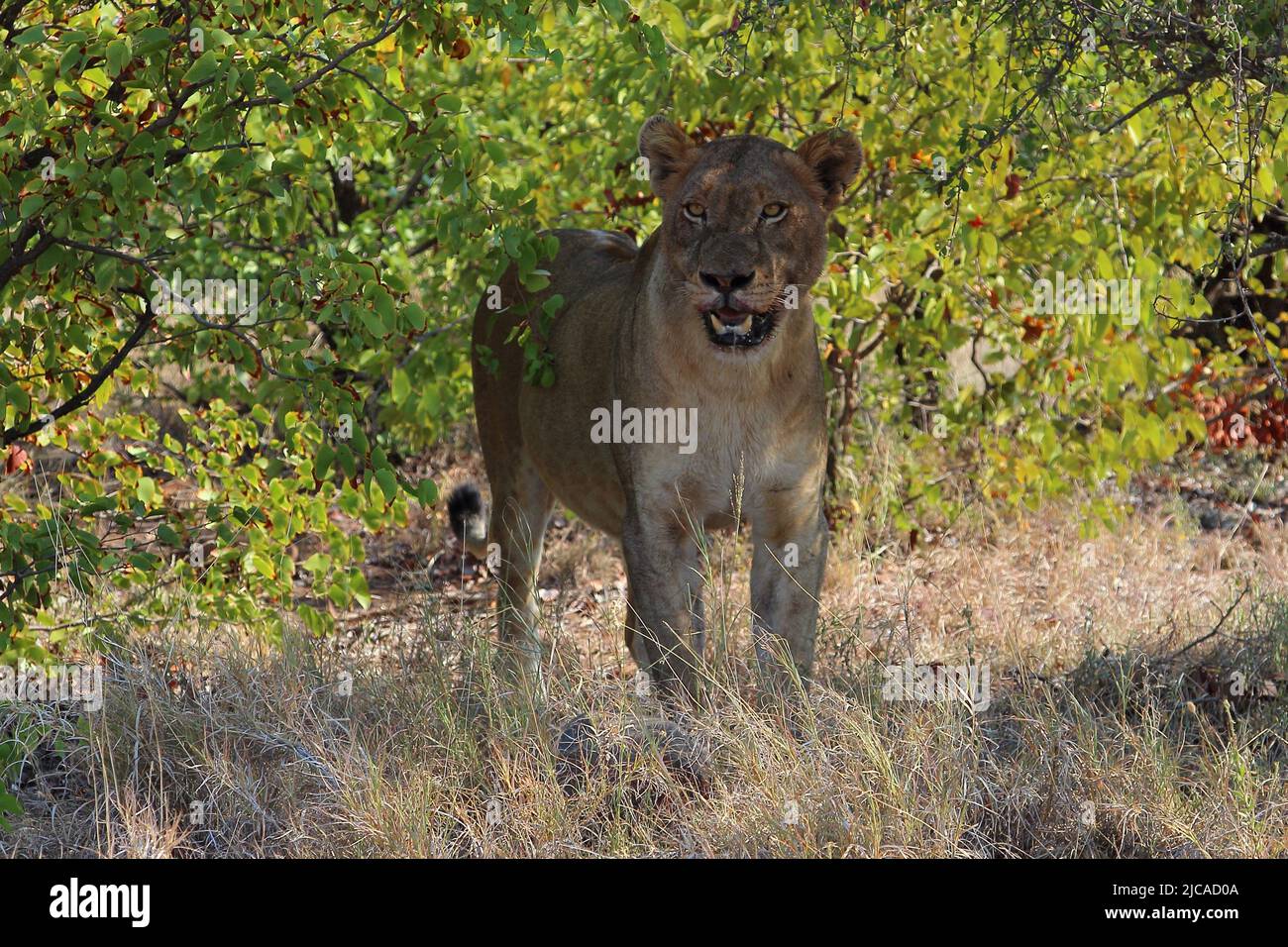 Afrikanischer Löwe / African lion / Panthera leo Stock Photo - Alamy