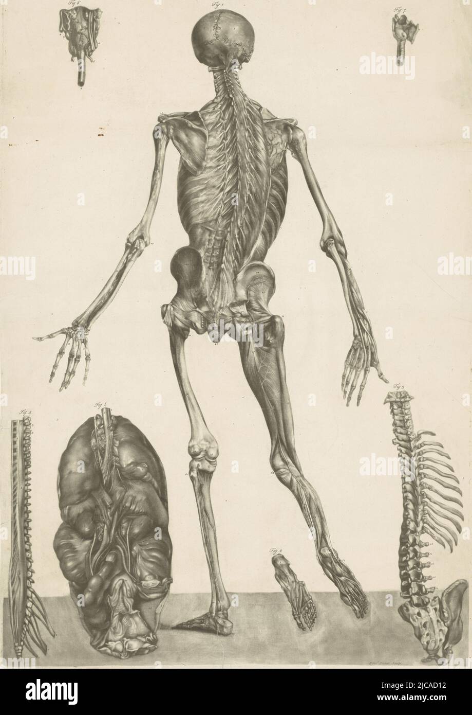 Man, anatomical study, seen from the back, print maker: Edward Fisher ...