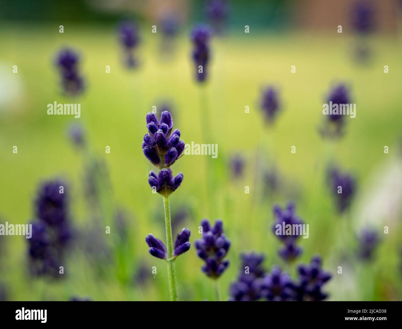 Lavender close up. A highly fragrant subshrub with blue or dark blue ...