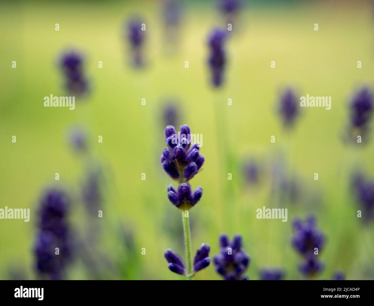 Lavender close up. A highly fragrant subshrub with blue or dark blue ...
