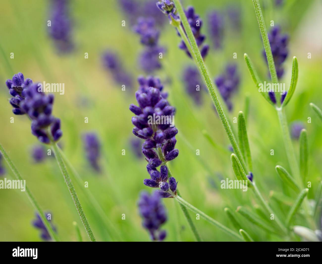 Lavender close up. A highly fragrant subshrub with blue or dark blue ...