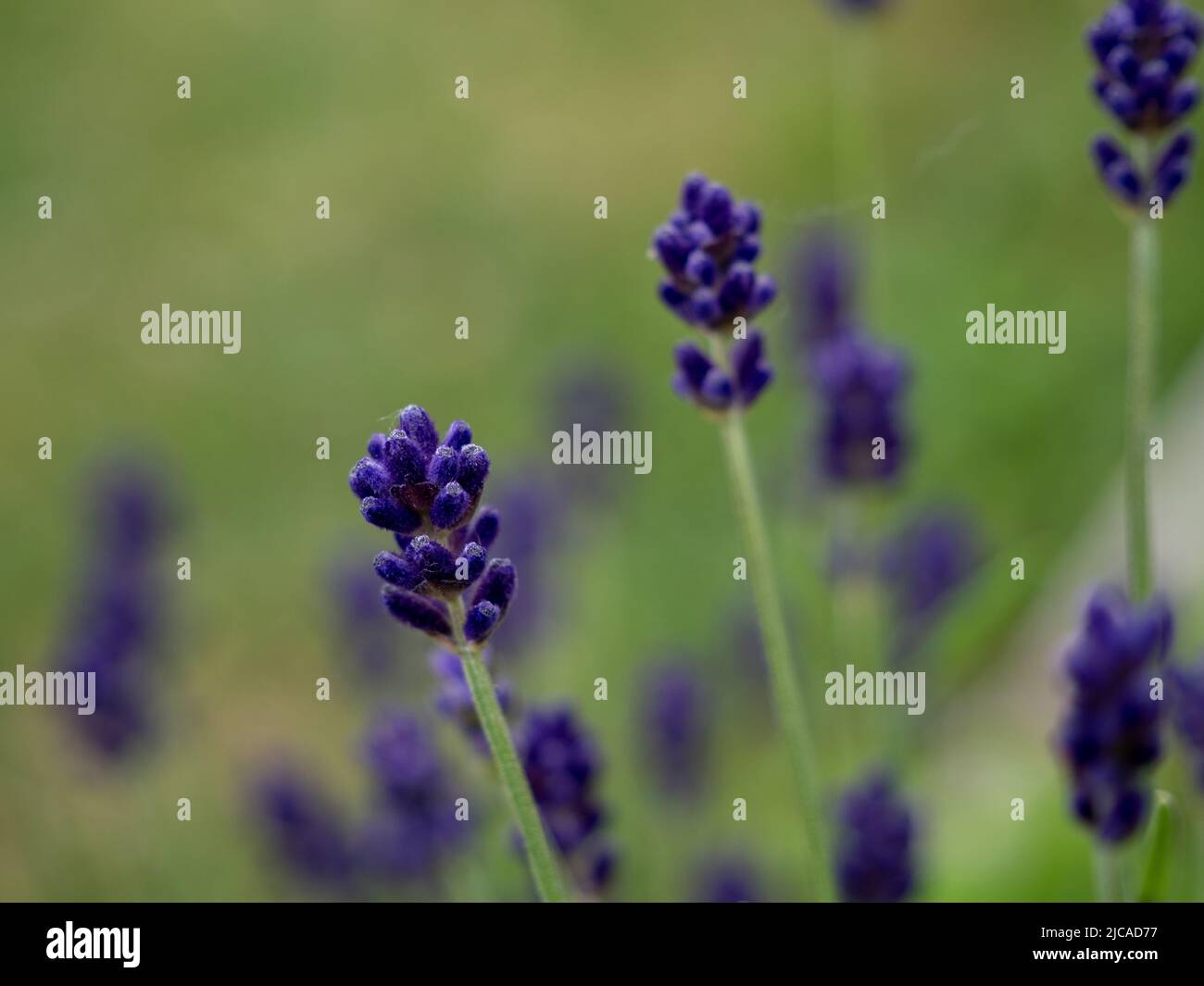 Lavender close up. A highly fragrant subshrub with blue or dark blue ...