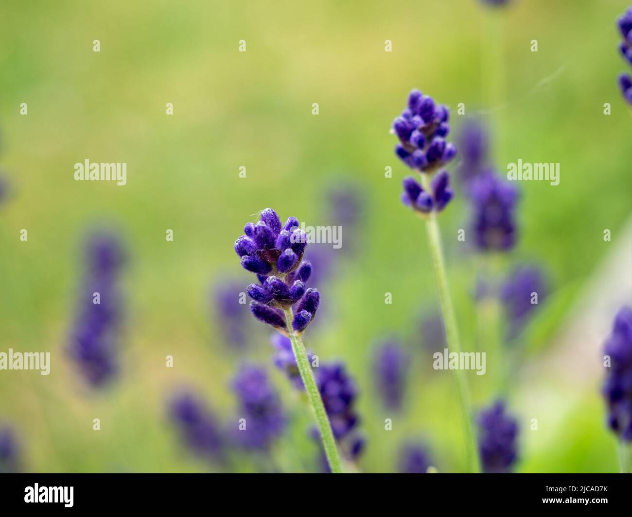 Lavender close up. A highly fragrant subshrub with blue or dark blue ...