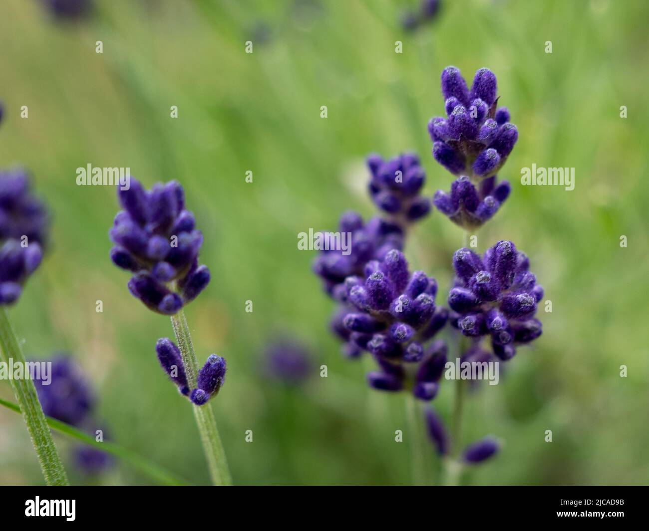 Lavender close up. A highly fragrant subshrub with blue or dark blue ...