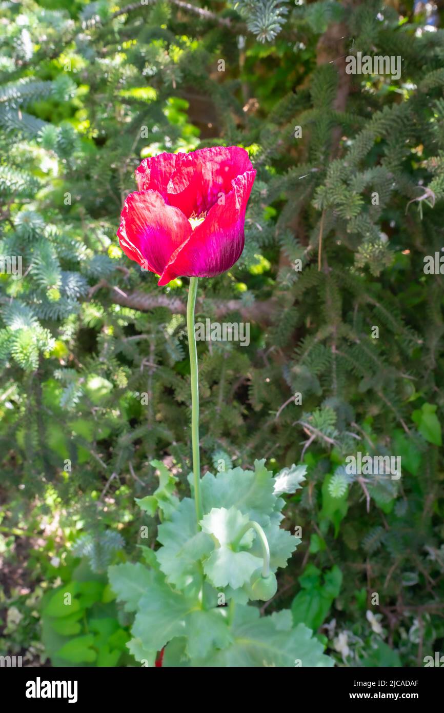 Bright purple red poppy on natural green background Stock Photo - Alamy