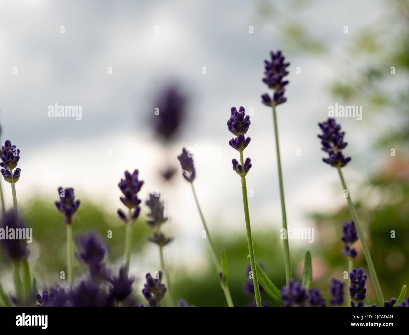 Lavender close up. A highly fragrant subshrub with blue or dark blue ...
