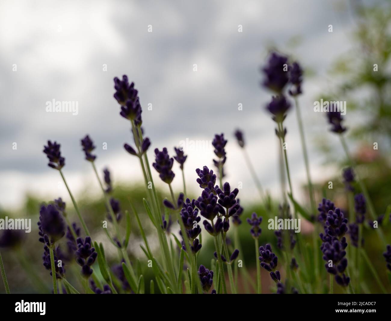 Lavender close up. A highly fragrant subshrub with blue or dark blue ...