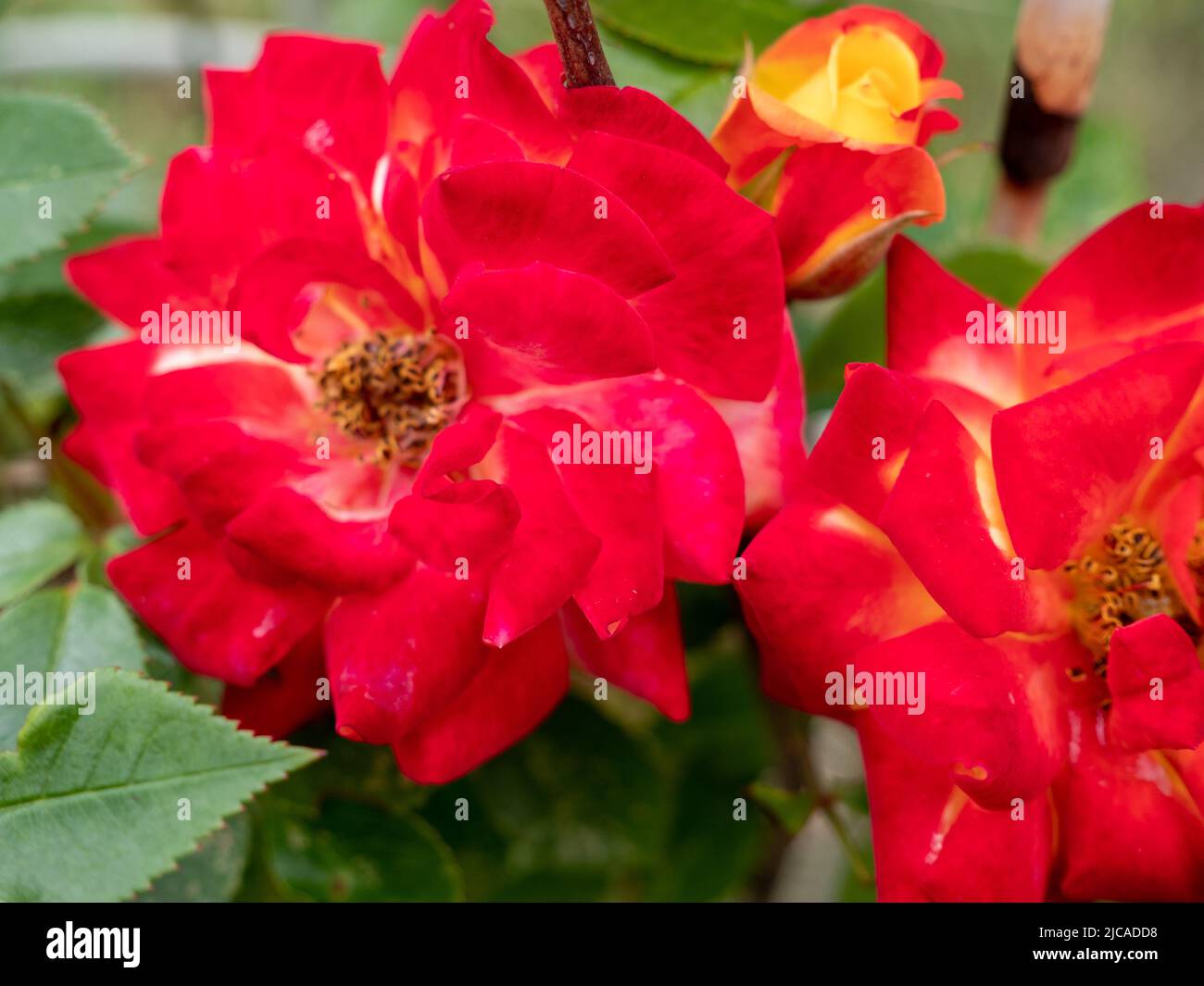 Wild Rose. Rose close-up. Wild rose bush Stock Photo - Alamy