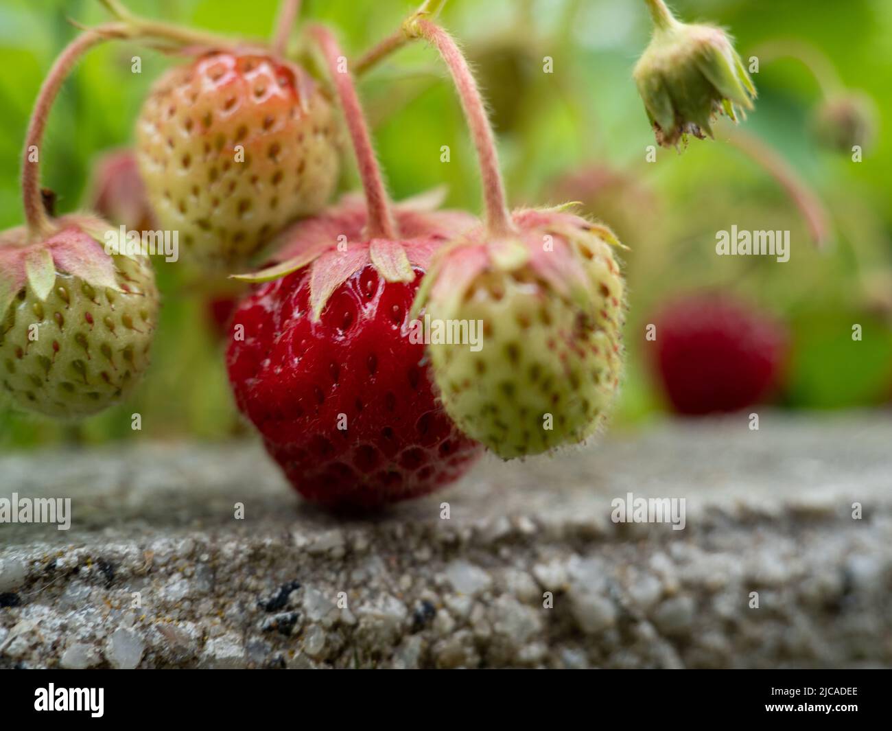 wild strawberry. Strawberries close up. Wild strawberry bush Stock ...