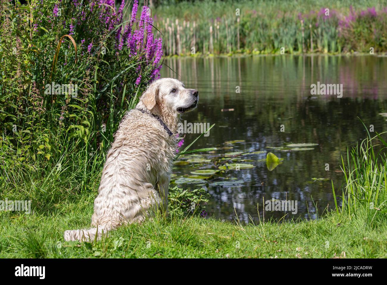 Labrador summer sitting hi-res stock photography and images - Alamy