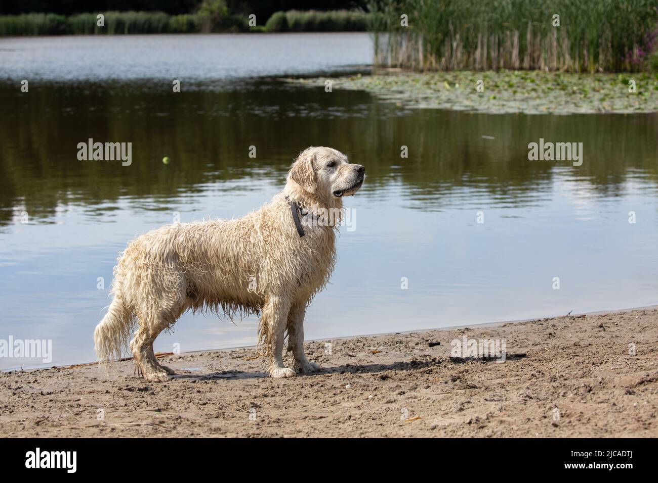 Labrador retriever standing by the water on the sand Stock Photo - Alamy