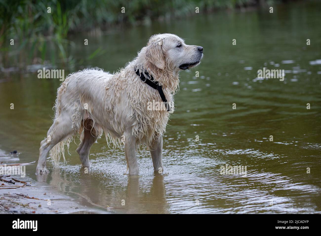 Labrador retriever photos hi-res stock photography and images - Alamy