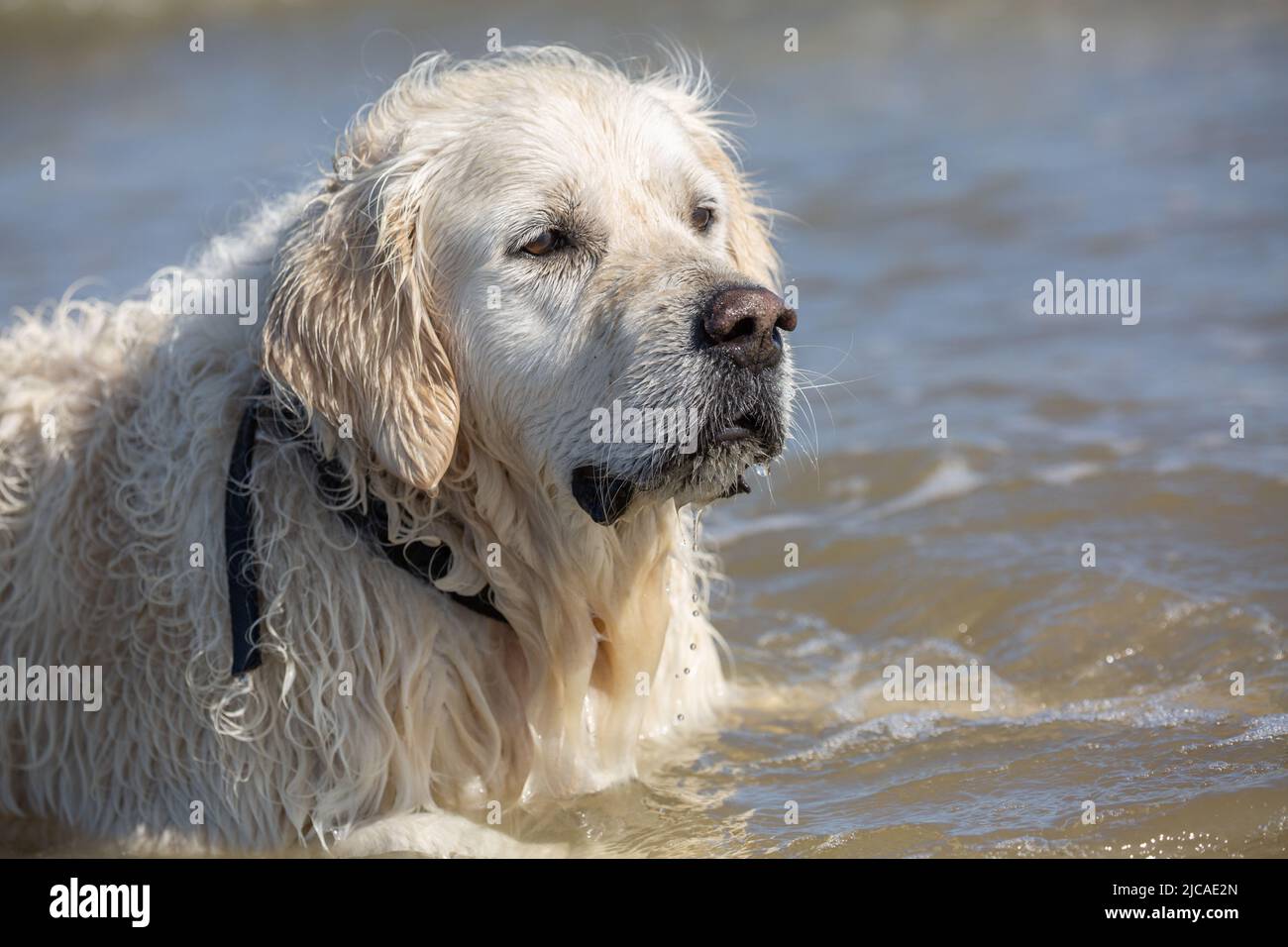 Labrador retriever wearing dog collar standing in the sea and having a ...