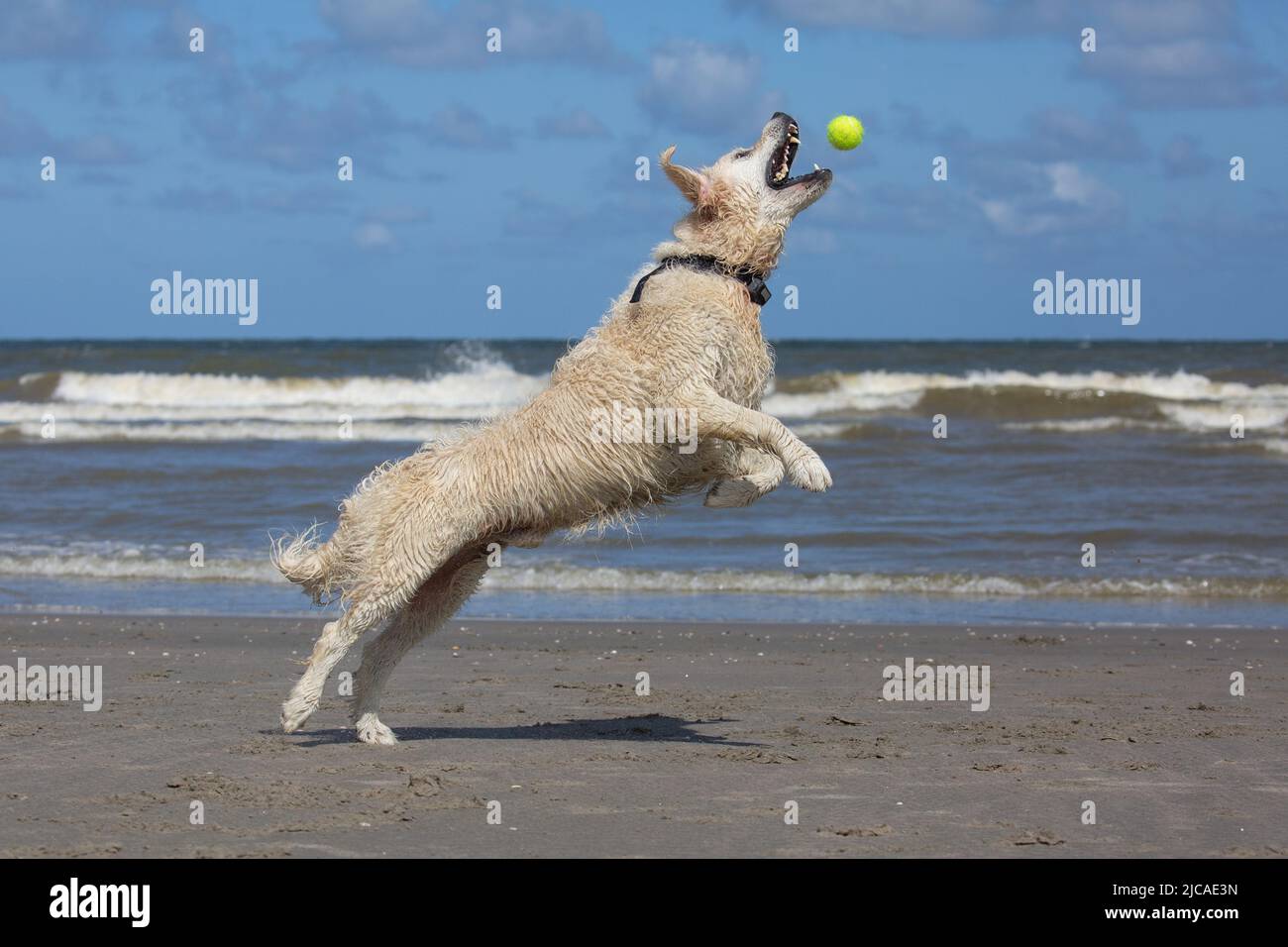 Labrador retriever with dog collar at the beach jumping for tennis ball ...