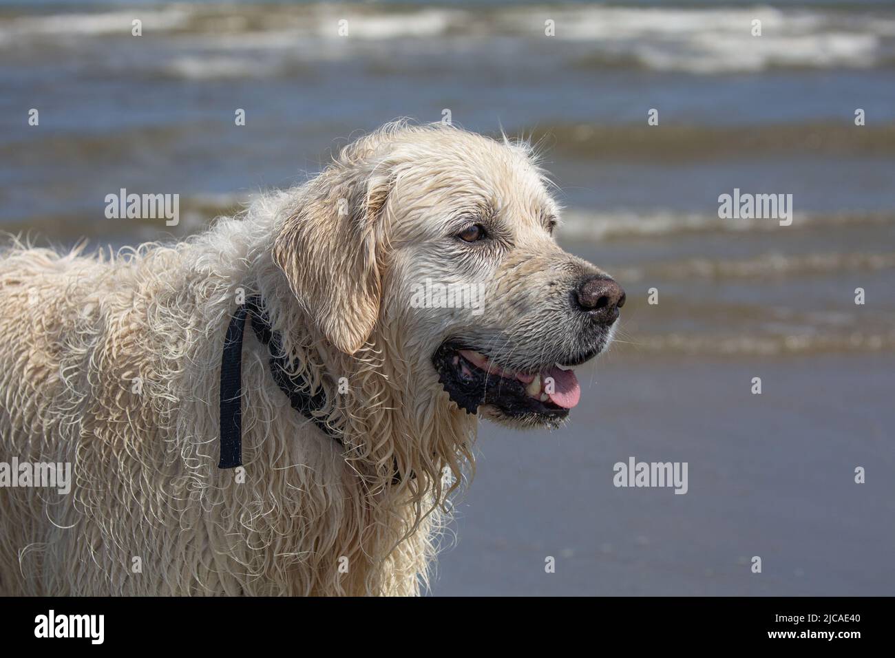 Labrador retriever with dog collar looking Stock Photo - Alamy