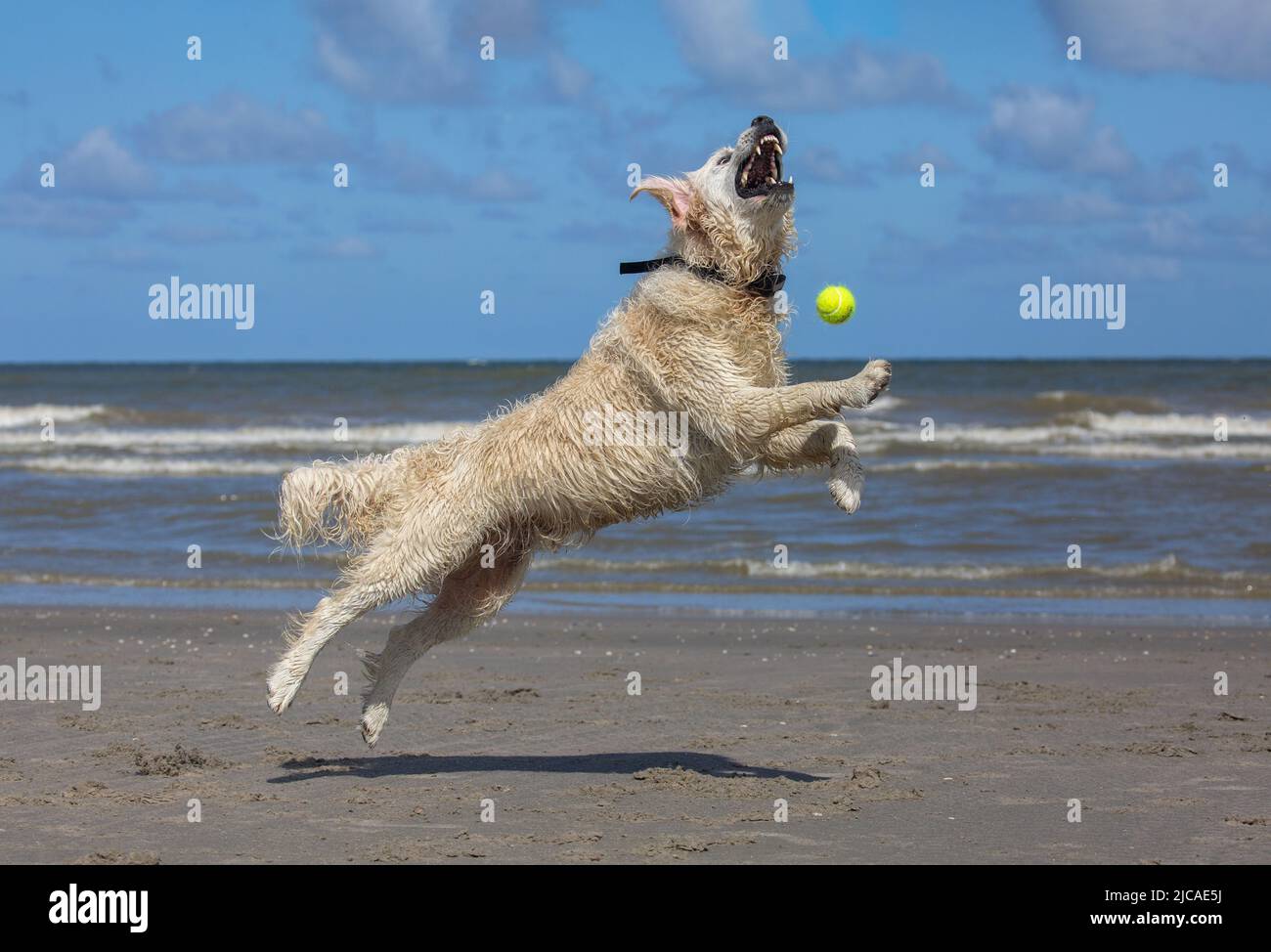 Labrador retriever at the beach jumping for tennis ball and having fun ...
