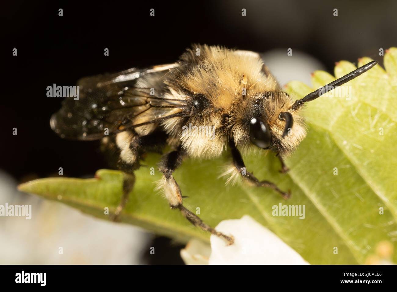Male Common Mourning Bee on cherry blossom in Kentish garden, England ...