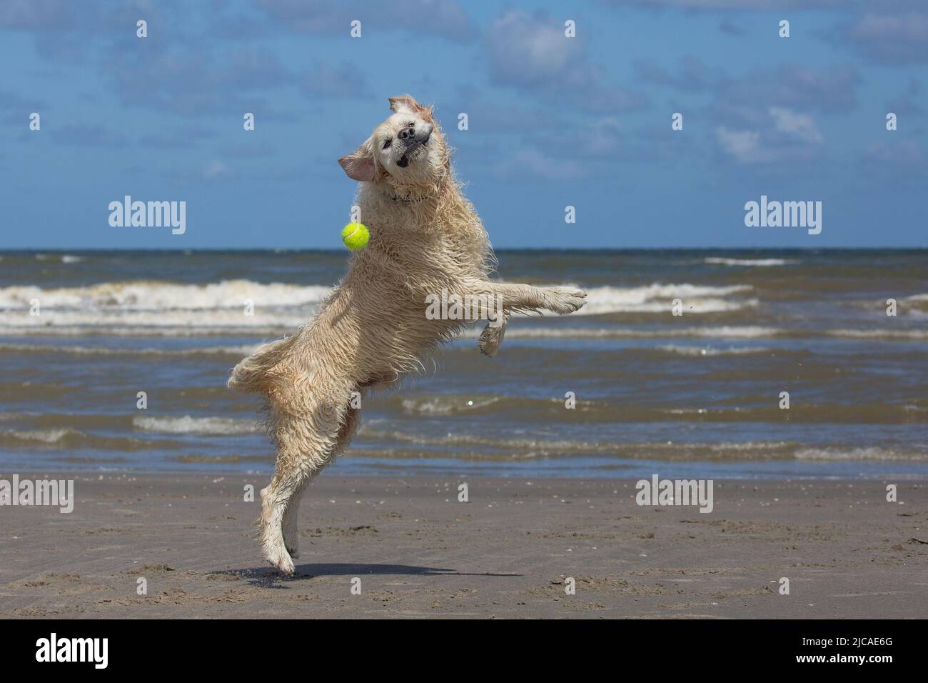 Labrador retriever at the beach jumping for tennis ball having fun with ...