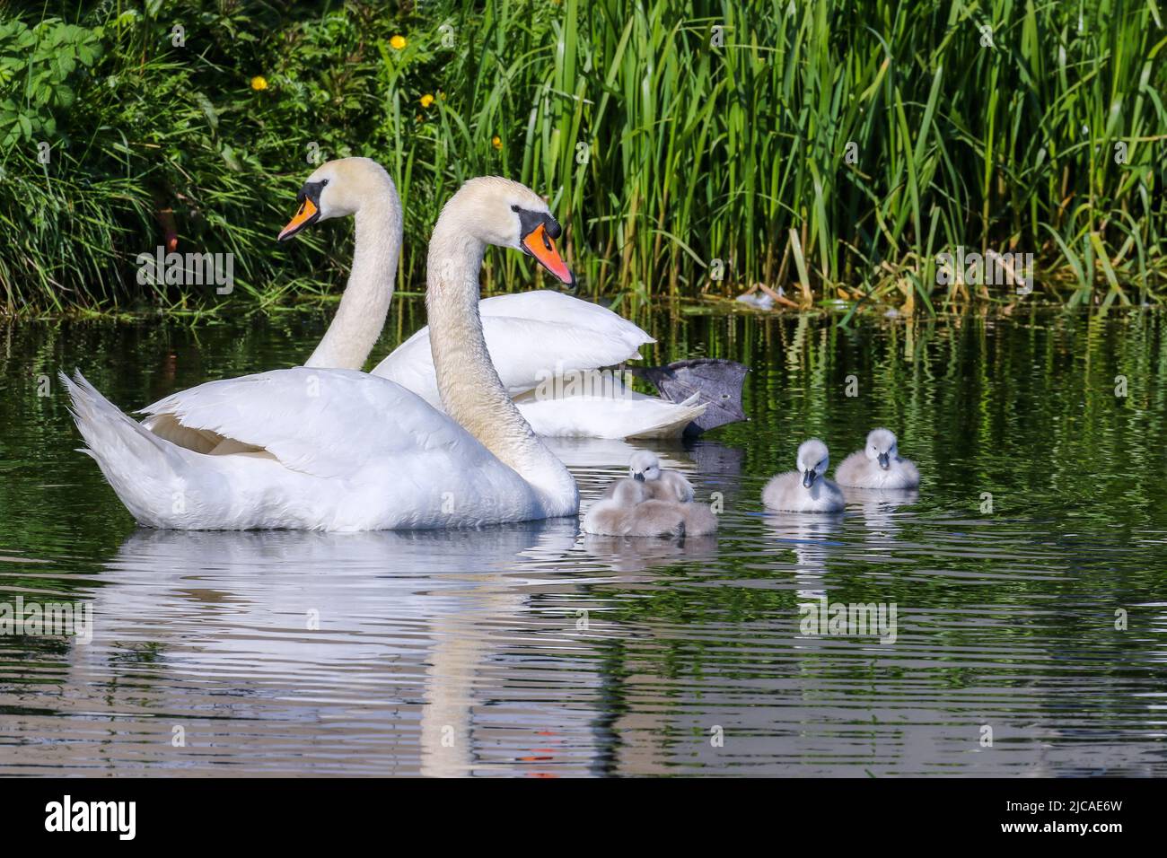 Baby Swan Pen