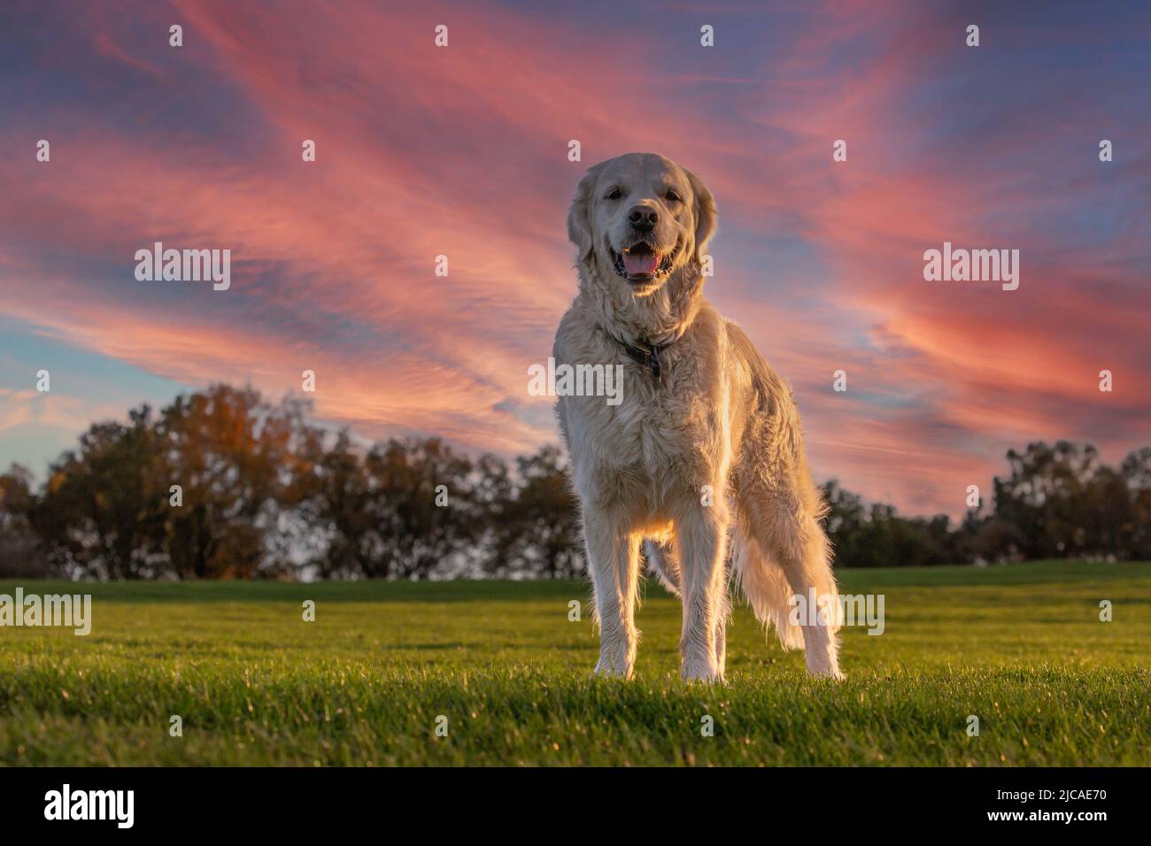 Golden retriever standing on the grass in front of a beautiful sunset ...