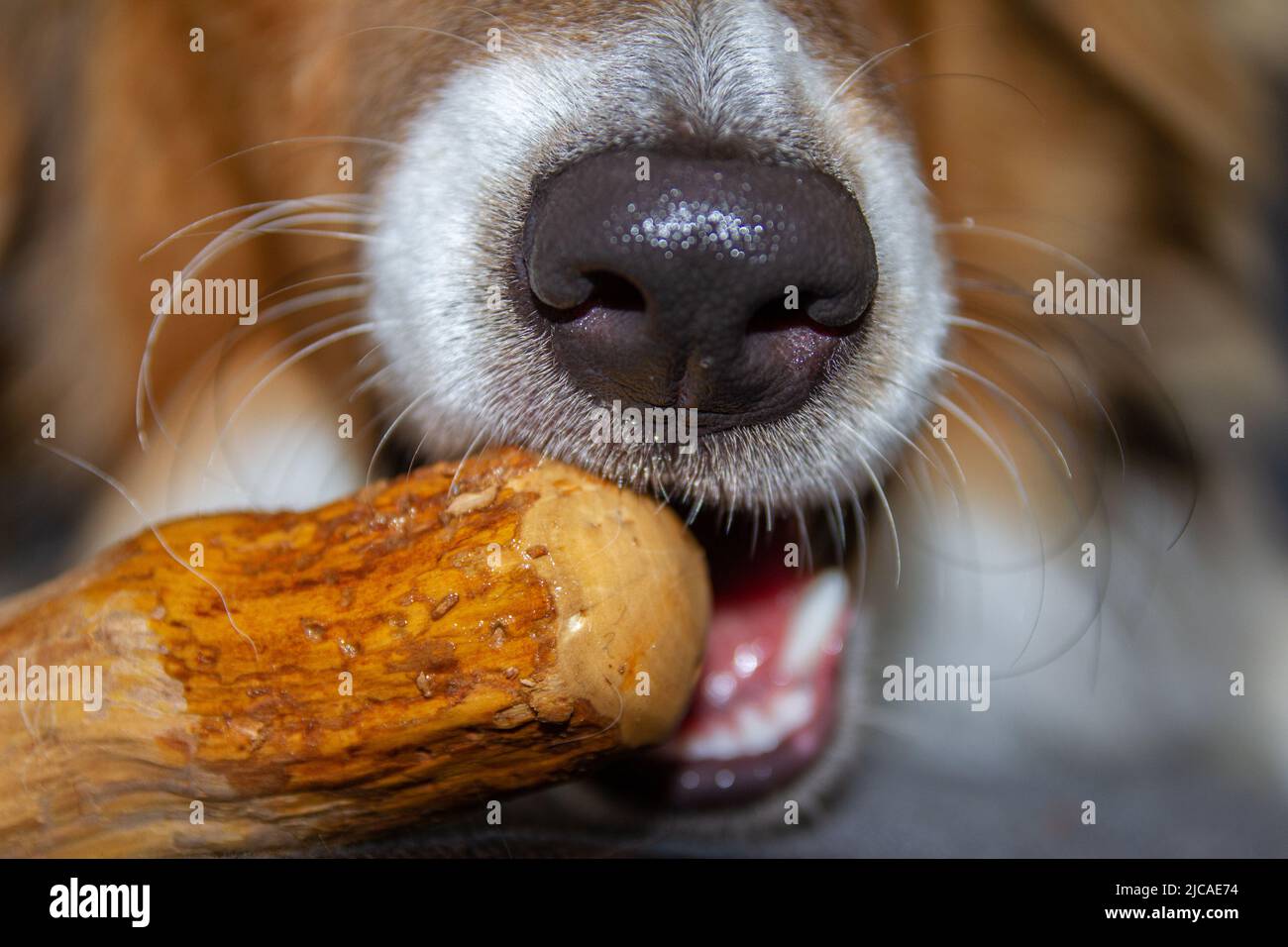 Nose of dog hi-res stock photography and images - Alamy