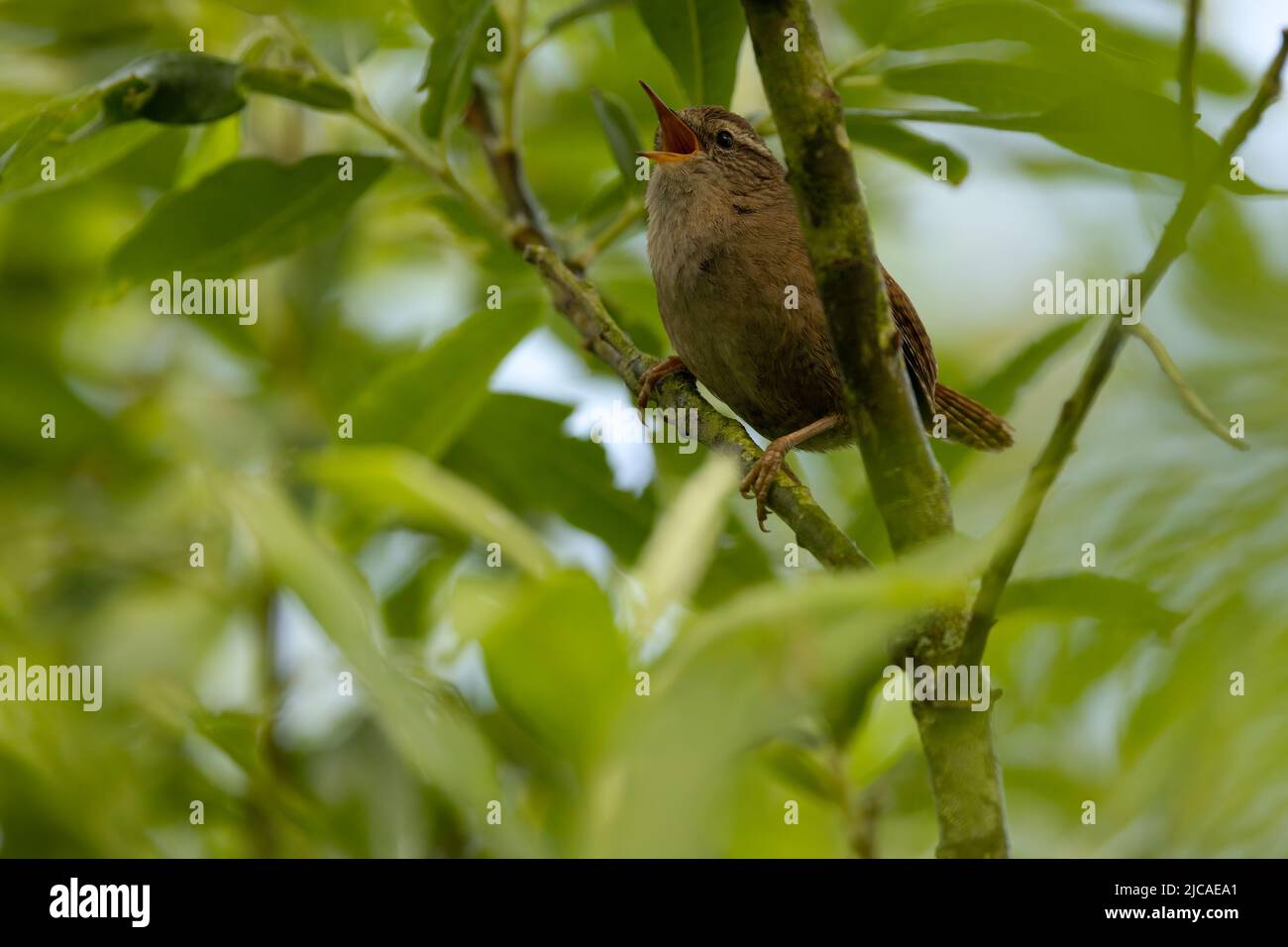 Common/ European wren singing from its perch in a bush on the Norfolk ...