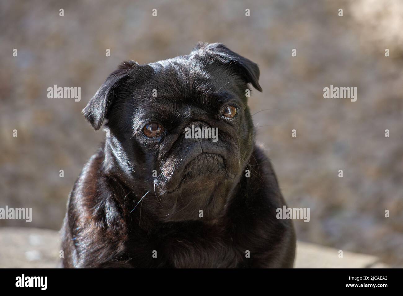 Small black pug looking serious Stock Photo - Alamy