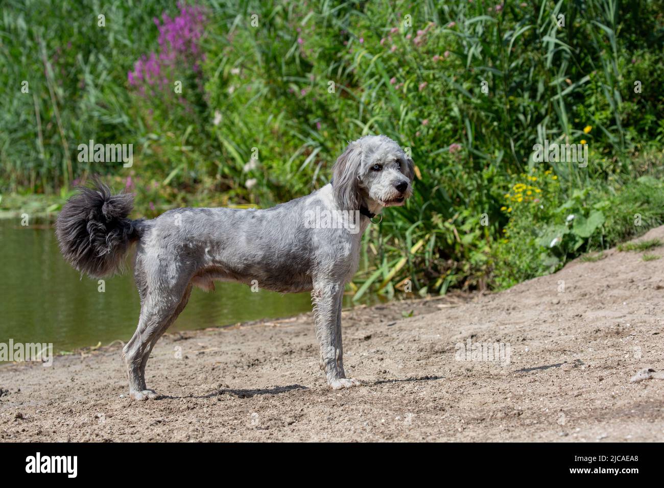Poodle on sand hi-res stock photography and images - Alamy