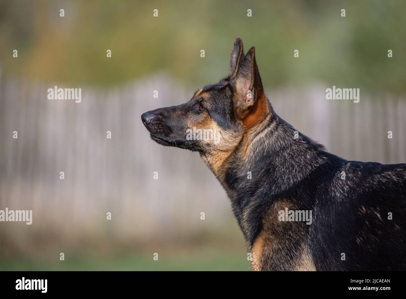 German Shepherd Head Profile