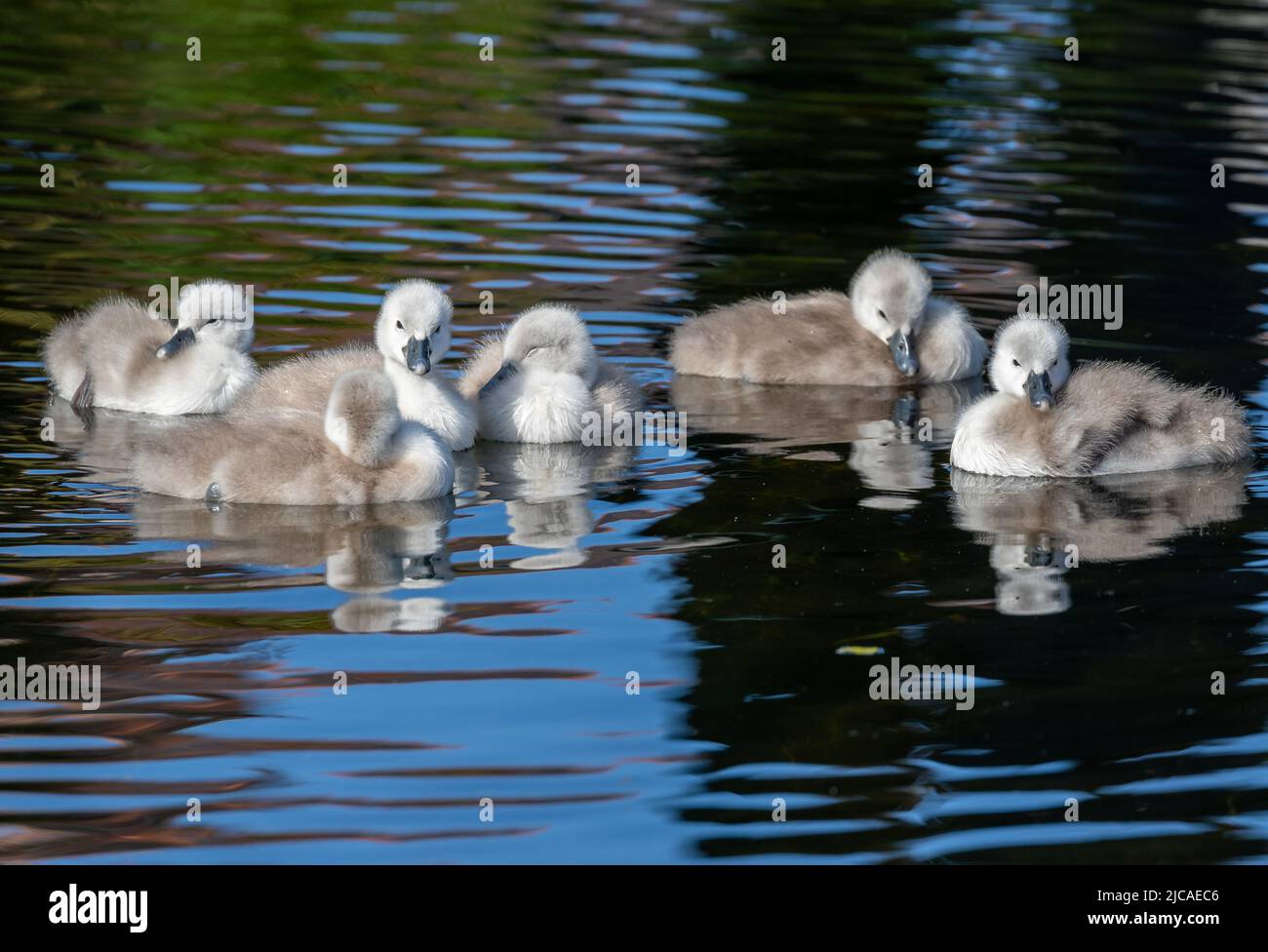 Cygnets baby swans float down hi-res stock photography and images - Alamy