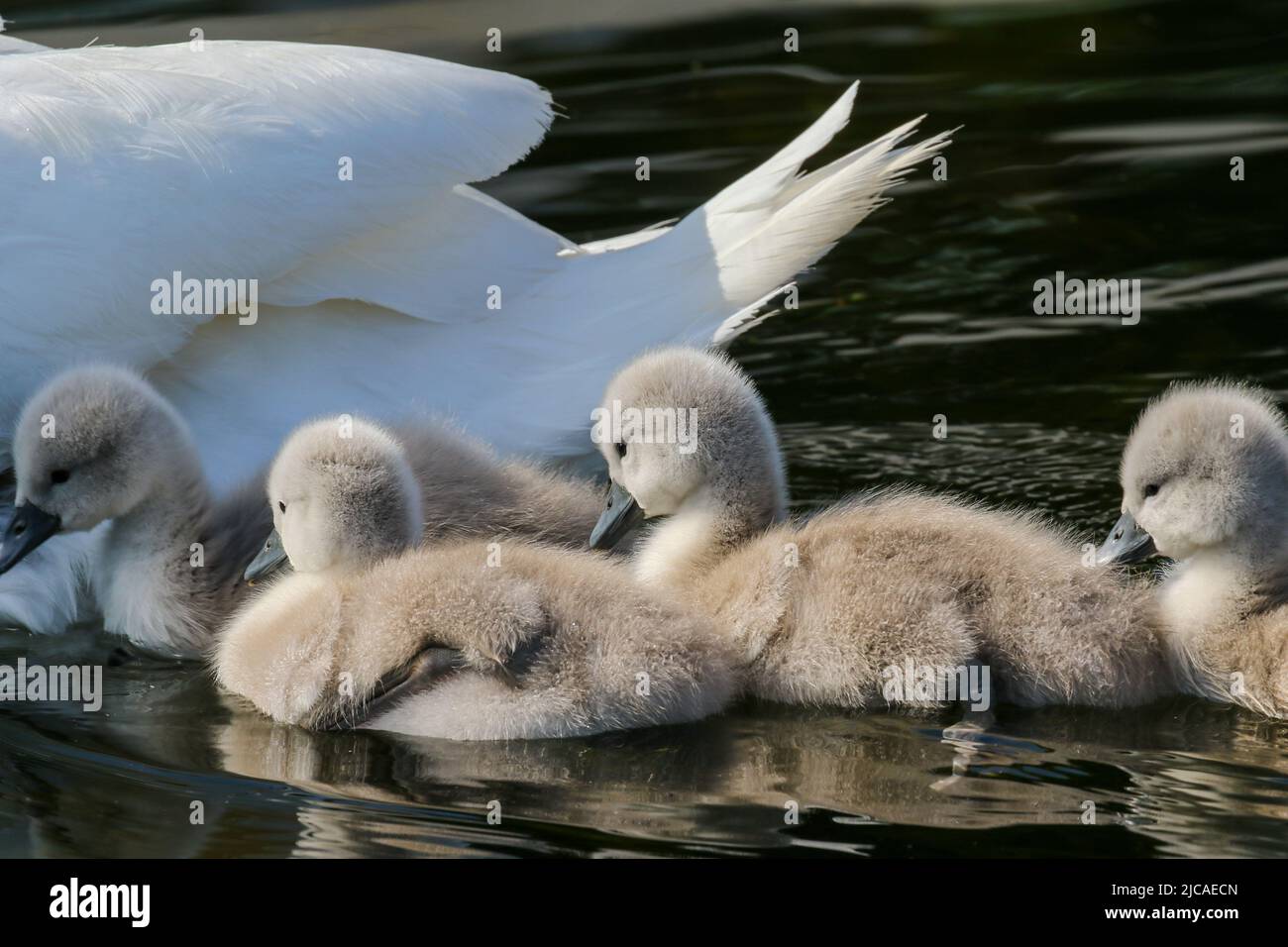 Four cute swan cygnets swim beside mother wing. Fluffy chicks with soft ...