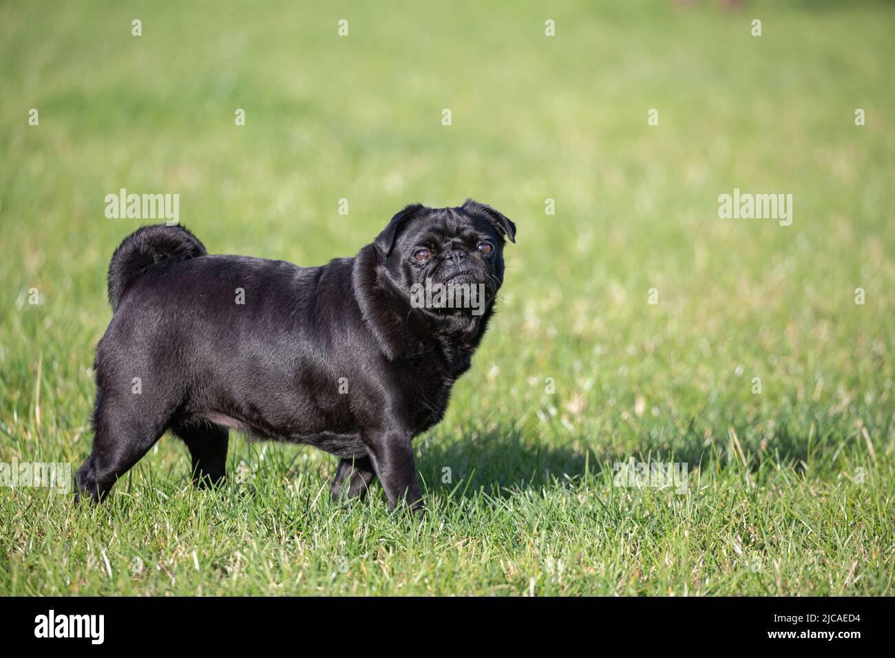 Small black pug in the grass looking up at the camera Stock Photo - Alamy