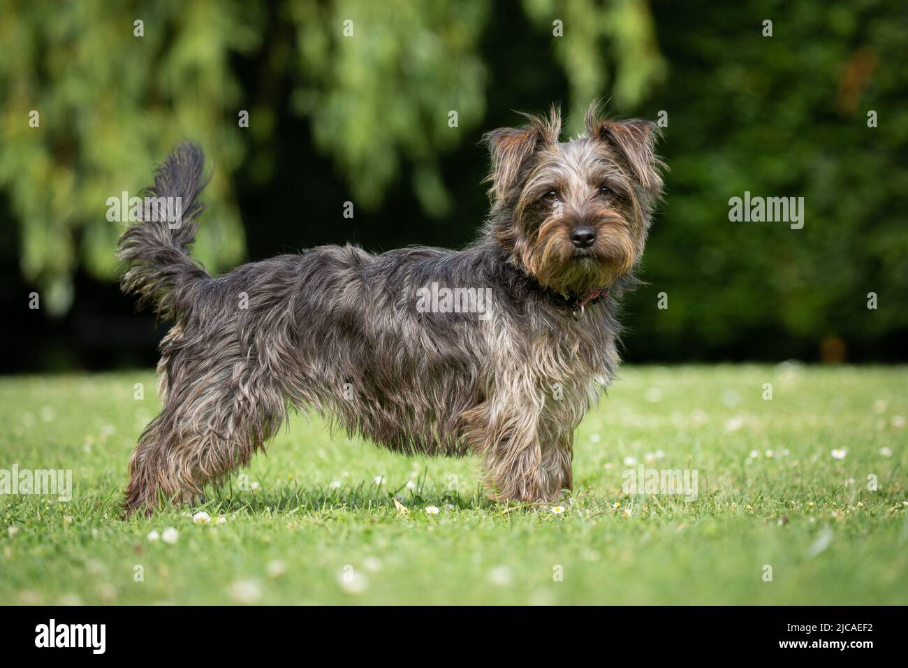 Black Yorkshire Terrier