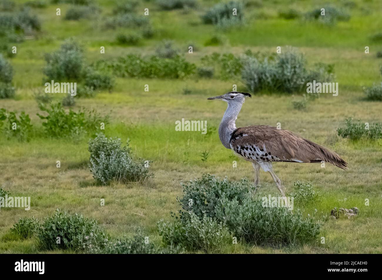 Kori Bustard, Ardeotis kori, big bird in the bush in Namibia in rain ...