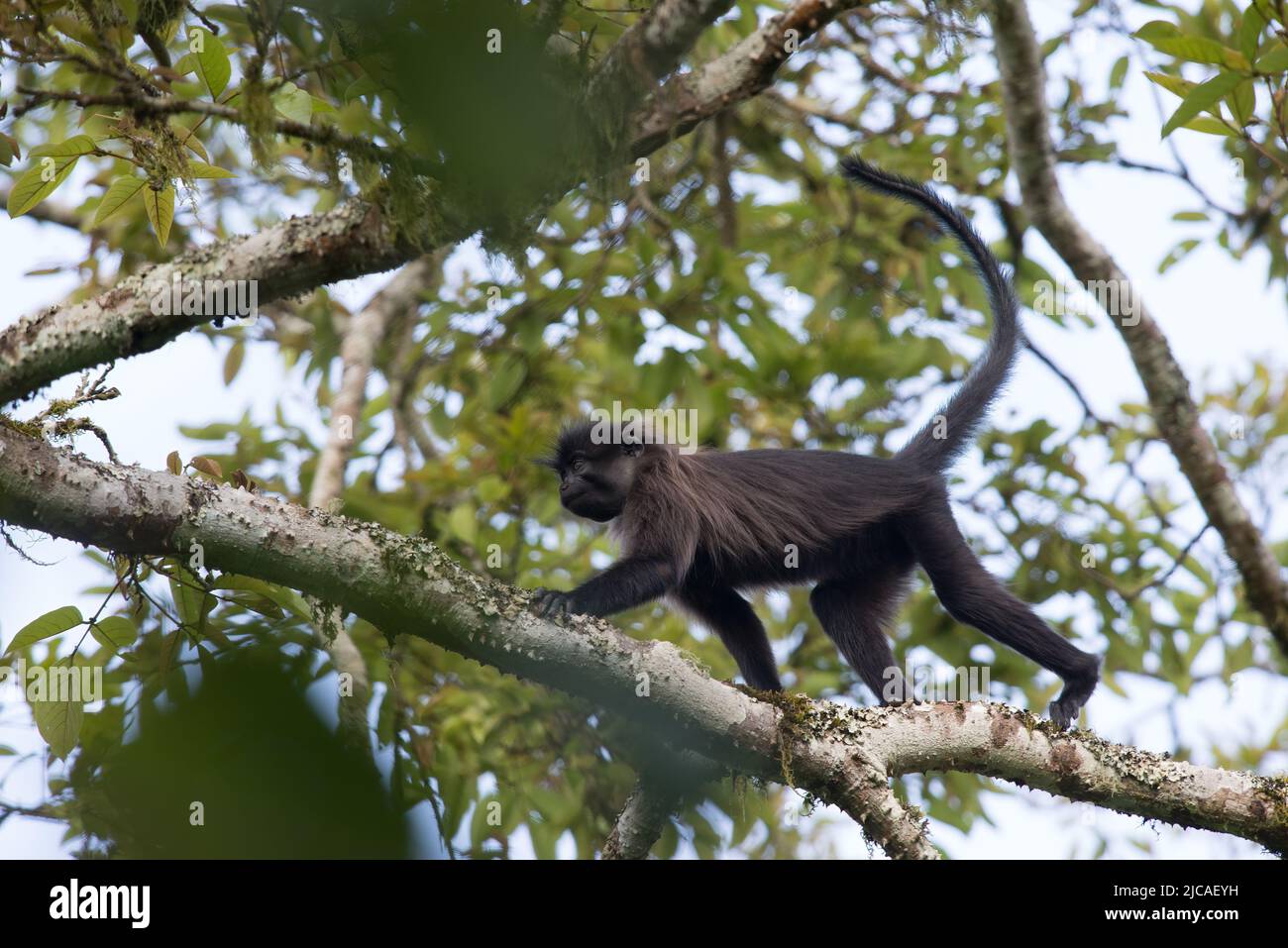 Grey-cheeked mangabey monkey walking through the forest canopy, Uganda ...